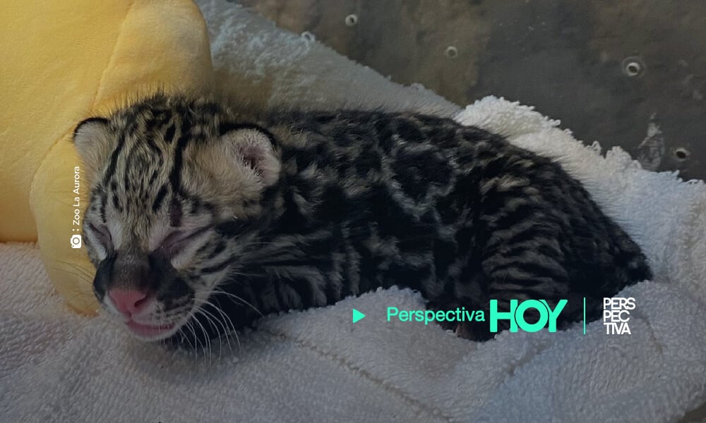 Nace ocelote en el Zoológico La Aurora | PERSPECTIVA