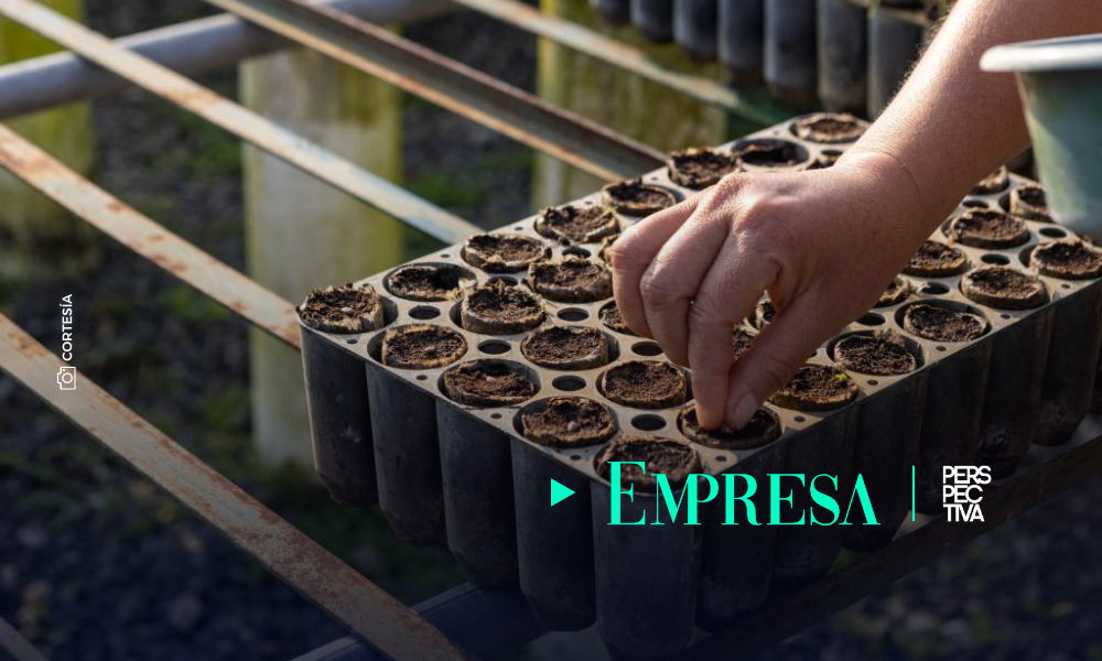 AgroProgreso brinda soluciones agroforestales a través de la innovación ...